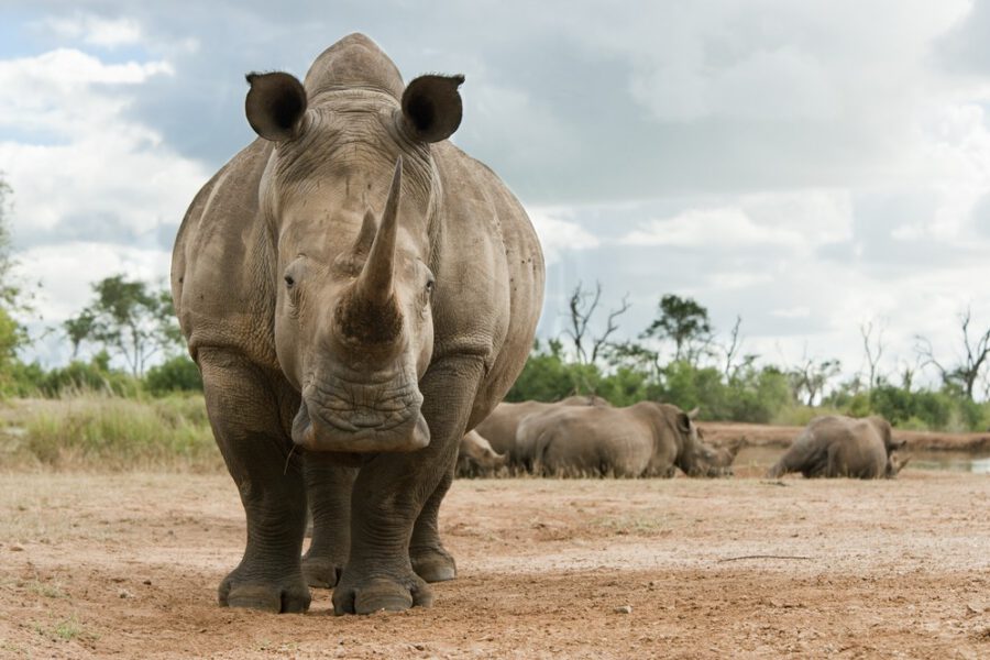 Witte neushoorn - Rhino Club